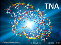 New Clue to Chemical Origins of Life (TNA----- DNA, RNA) - Molecular ...