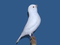 Blanco Recesivo - Página Jimdo de aviariomorret