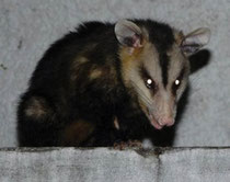 El tlakuache - Coatlinchan