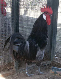Patrón morfológico Andaluza azul - Página Jimdo de gallinaselextremeno