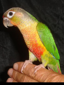 Pirrhura molinae - Página Jimdo de aviariofai