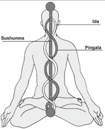 sushumna - ida - pingala - YogaShanty