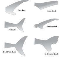 Anatomia di uno squalo - Benvenuti su squali!