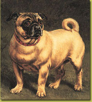 Der Mops - turmbergmoepses Jimdo-Page!