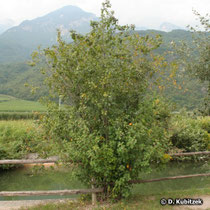 Echter Faulbaum (Frangula alnus, Rhamnus frangula) - Heilpflanzen-Atlas