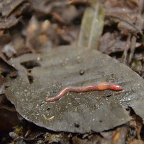 Dendrodrilus rubidus rubidus - 日本産ミミズ大図鑑 Handbook of Japanese Earthworm