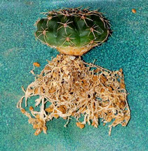 Les racines - Site de tpecactus-clemenceau