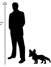 Fennec - L’encyclopédie-animalière