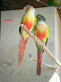 Mis pyrrhuras - Página Jimdo de aviariofai