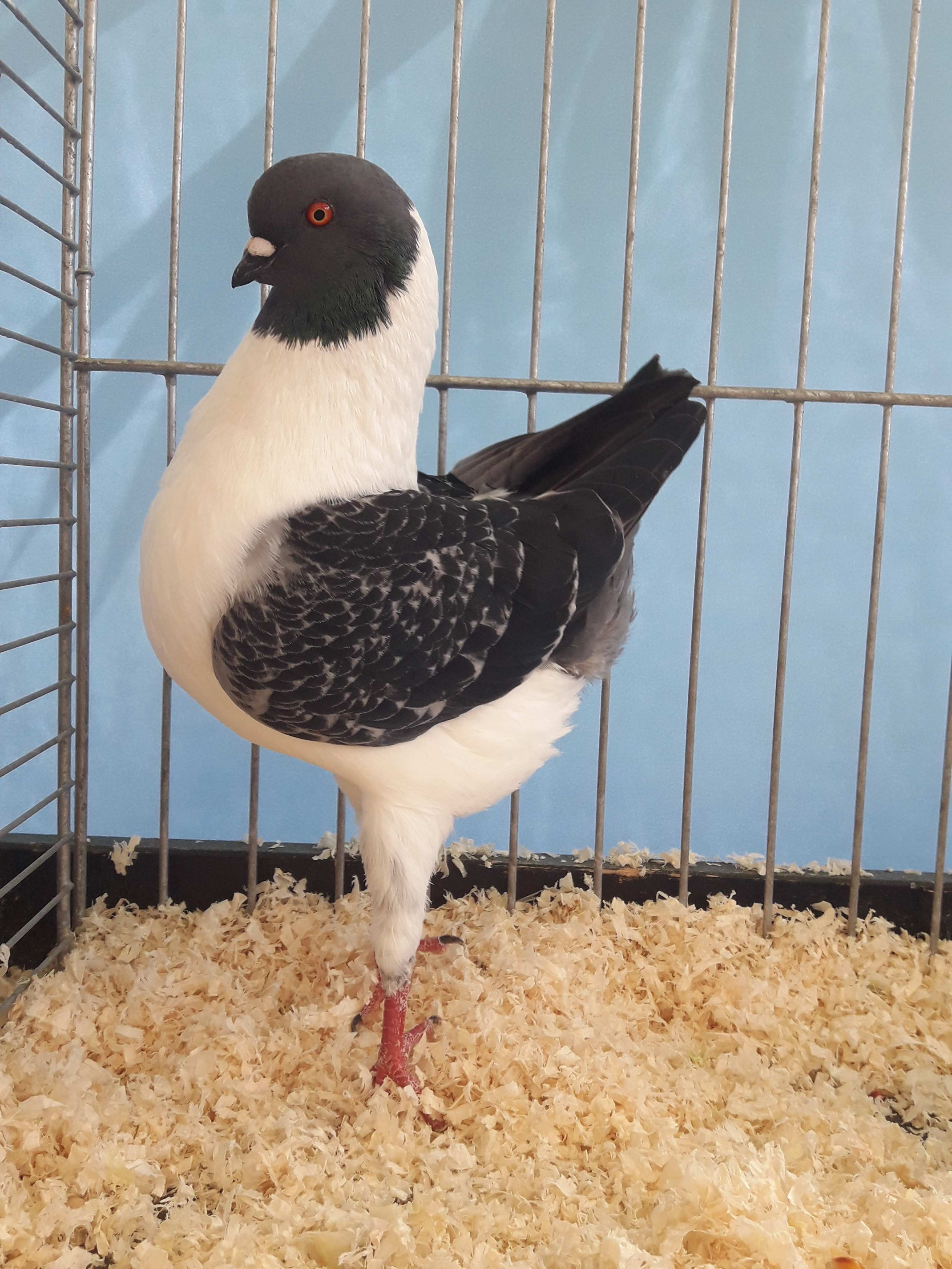 Sparte Tauben - kleintierzuchtverein-st1s Webseite!