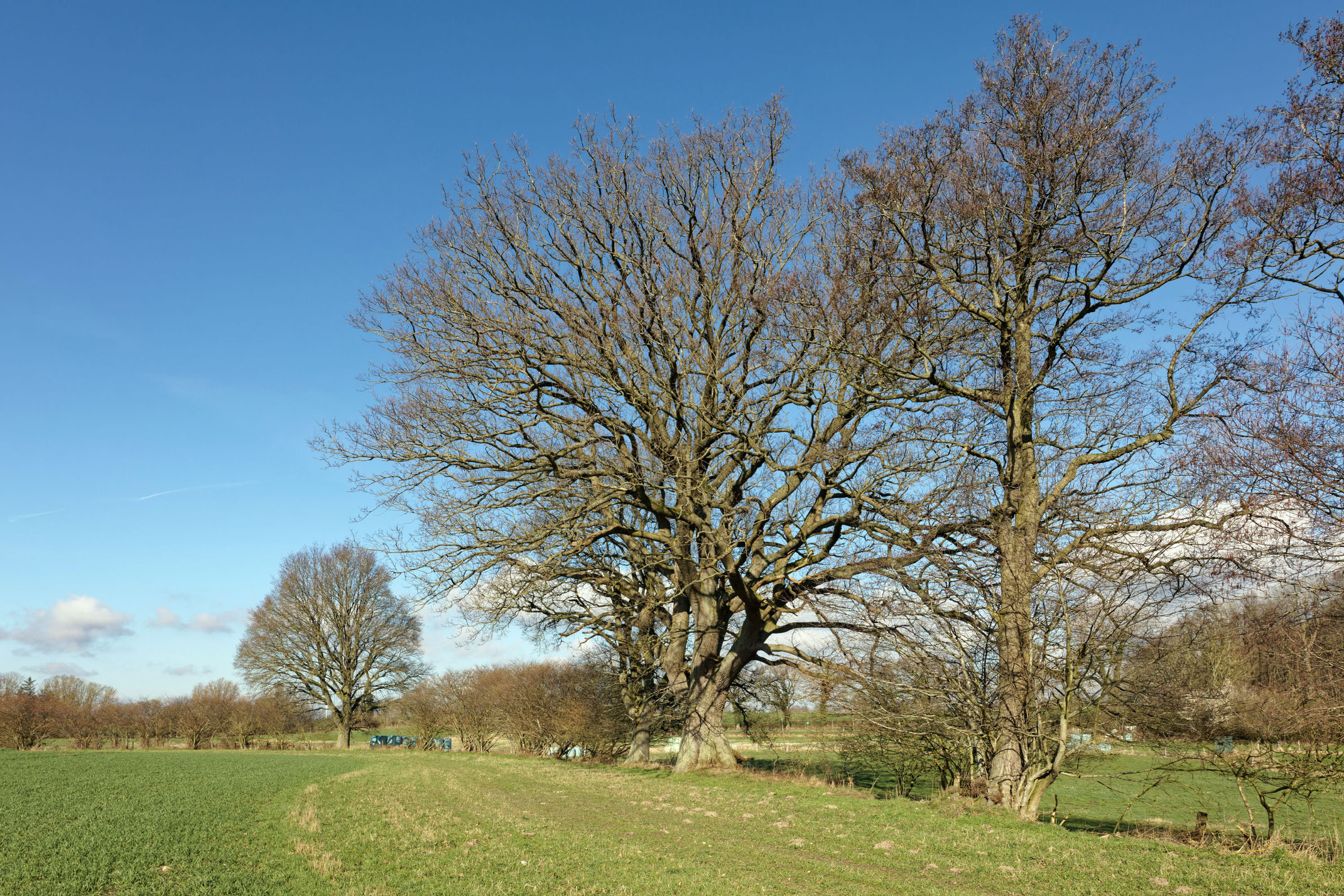 Eiche am Sophienhof bei Waabs - Monumentale Eichen von Rainer Lippert
