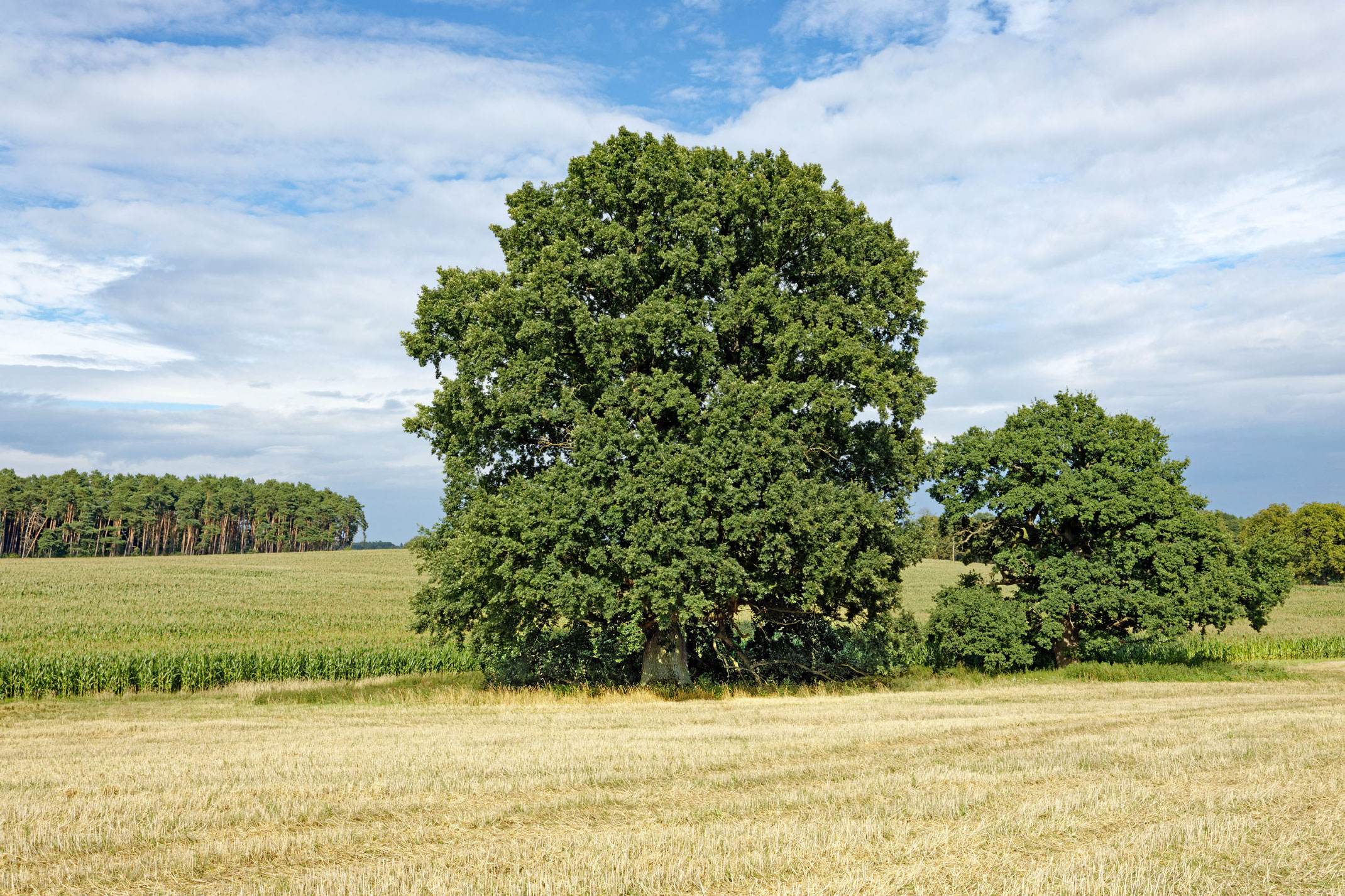 Eiche bei Ahrensberg - Monumentale Eichen von Rainer Lippert