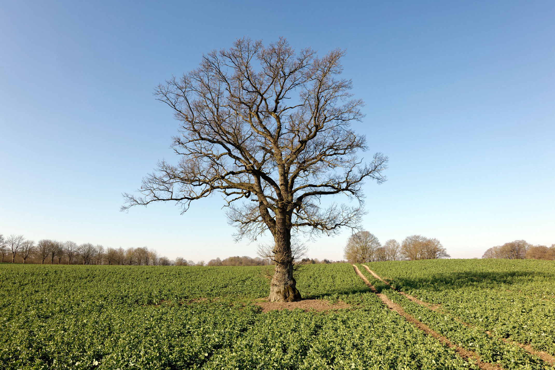 Eiche beim Gut Horst - Monumentale Eichen von Rainer Lippert