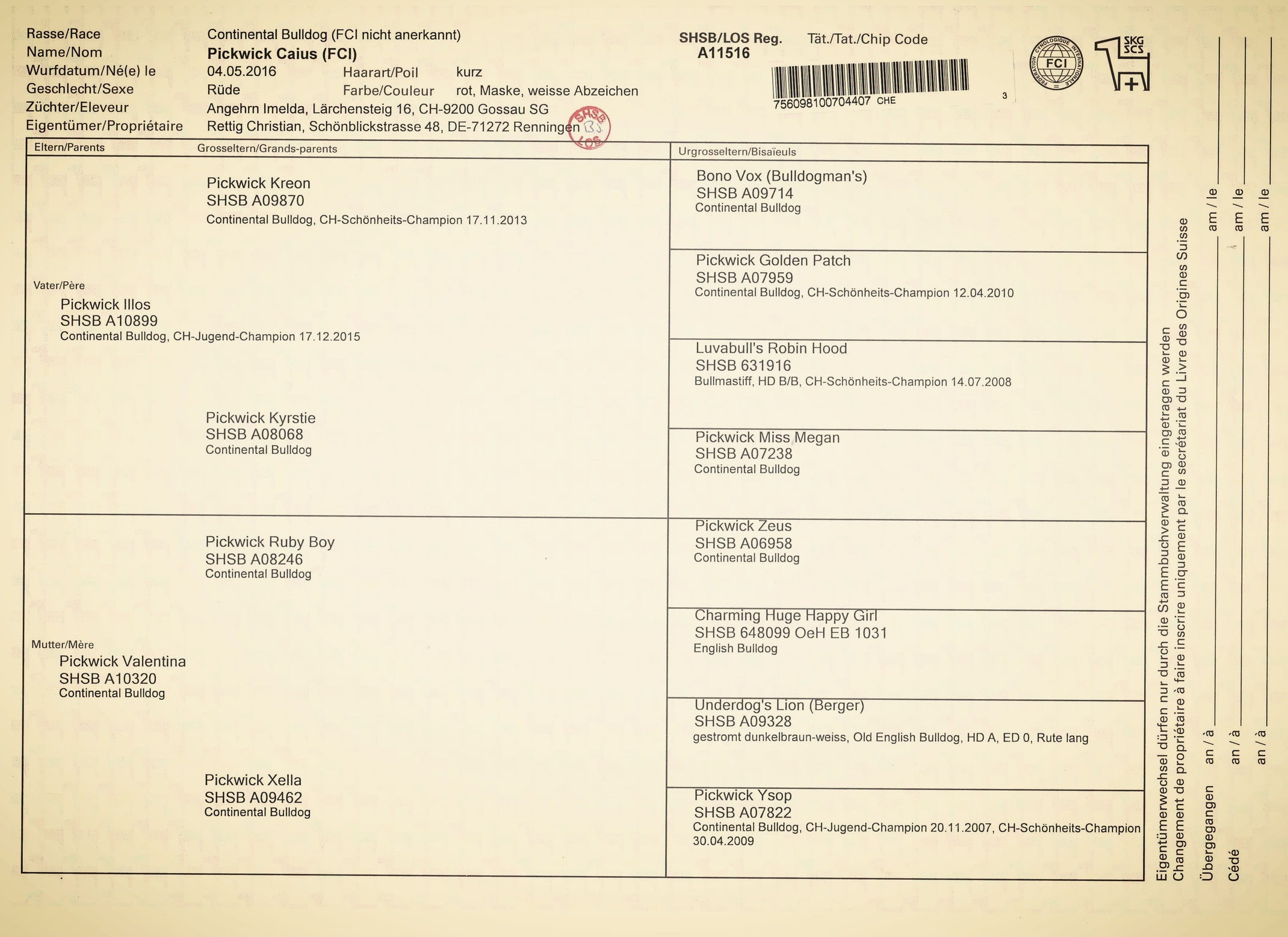 Stammbaum / ZZL / Untersuchungen - Pickwick Caius Continental Bulldog