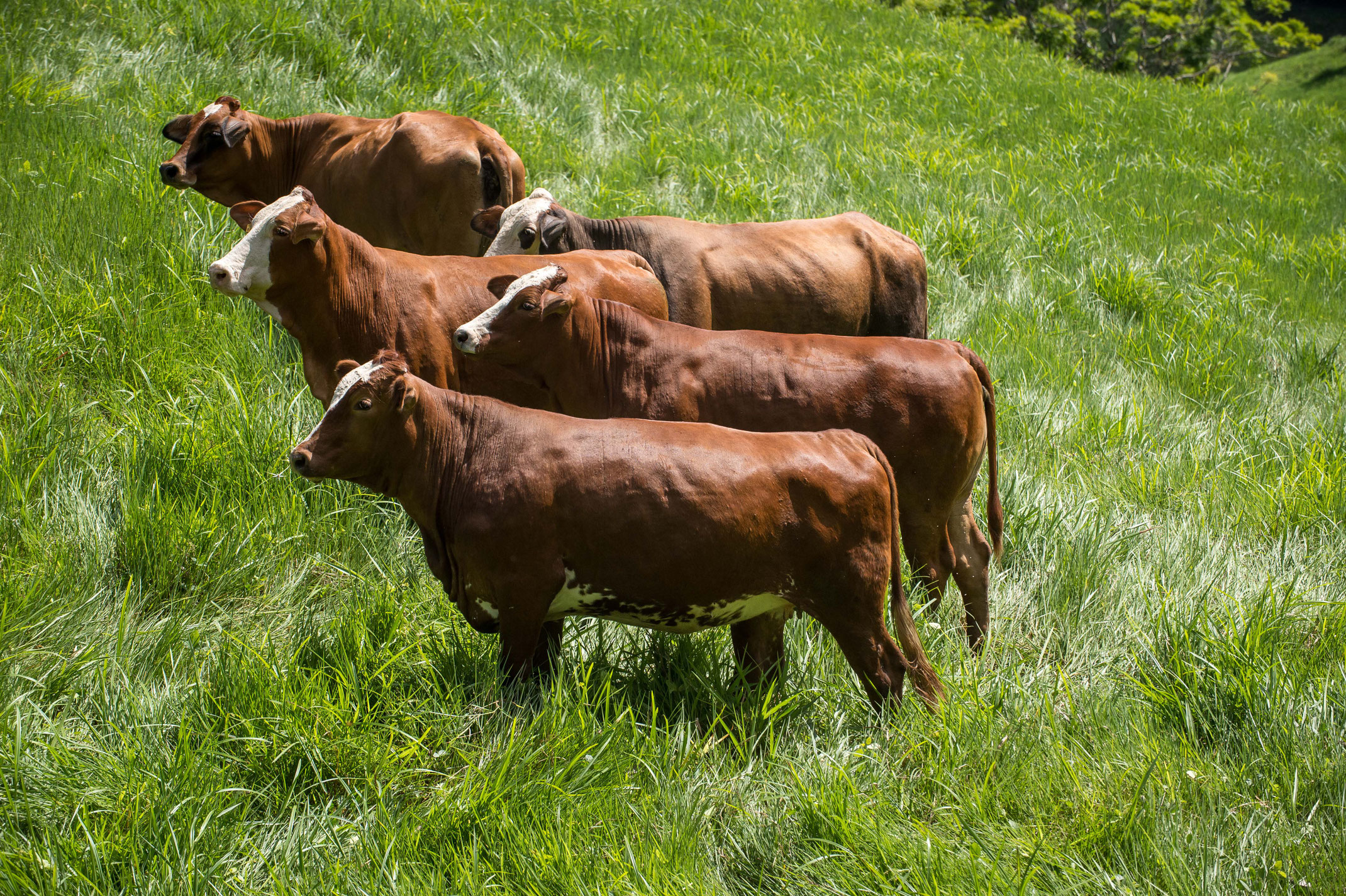 Nuestra Raza Simbrah - Asosimmental - Simbrah Colombia