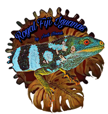 Acanthosaura nataliae - Zucht und Haltung australischer Warane und Echsen