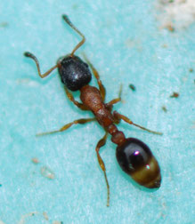 leptothorax acervorum