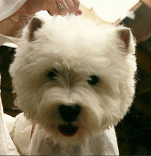 Toilettage Anny, Bichonner votre Chiens et Chats est une passion je ...