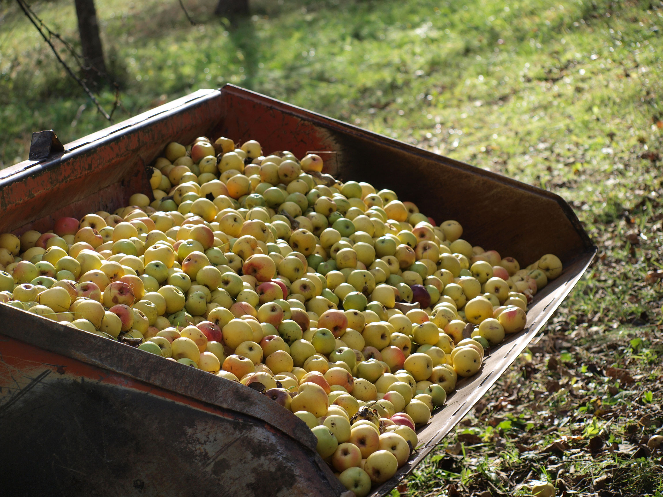 Die Apfelernte - landwirtschaftverstehen
