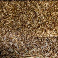 Insect Farming Tray Systems - Vienna Scientific