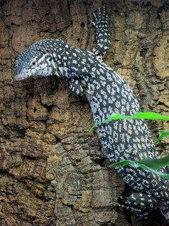 Varanus similis (Mertens 1958) - tsvivariums Webseite!