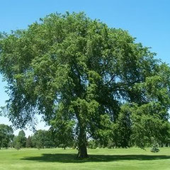 ELM (OLMO) - El viaje del Heroe, Lecturas de Tarot, Flores de Bach ...