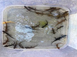 Vom „Vater Rhein“ in das Forellenbecken - NABU Heidelberg - Die ...