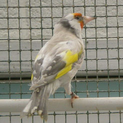 Kleurmutaties bij de putter - Europese cultuurvogels kweken door Hugo ...