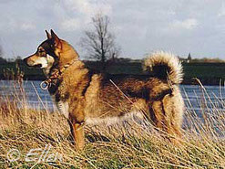 Are East Siberian Laika Friendly