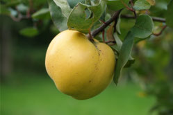 Quittensorten - LOREOS - Lokale und regionale Obstsorten