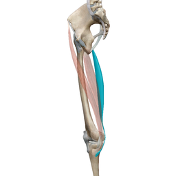 Tendinite de la patte d'oie - PRO-TMS