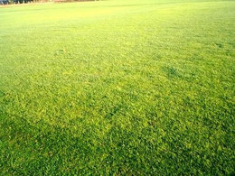 TIPOS DE PASTO - Página web de jadmi