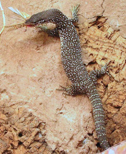 Varanus similis (Mertens 1958) - tsvivariums Webseite!