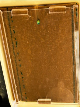 Growth Pouches - Vienna Scientific