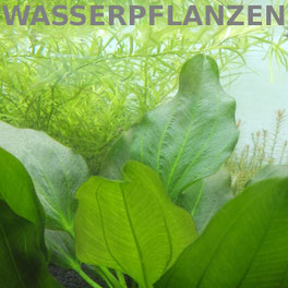 AquaPurist - AquaPurist - Garnelen | Wasserpflanzen | Schnecken