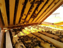 Frühjahrsarbeiten - imkerei scherstetten