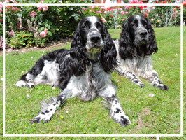 Springers Castle - springerscastles Webseite!