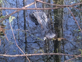 Entdecken Sie die Everglades auf deutschsprachigen Touren. - Deutsche ...