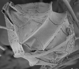 dinoflagellate morphology - dinophytas Webseite!