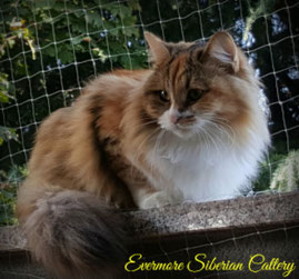 I Colori e i Disegni - Gatto Siberiano...istruzioni per l'uso!