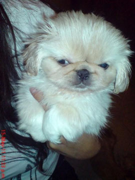 PEKINES - Cachorros Animalitos Asombrosos