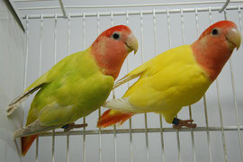 Agapornis Lutino Opalino