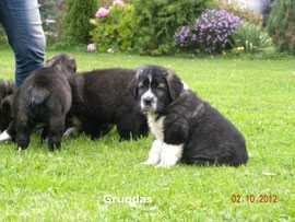 O - Website of alabai-gruodas!