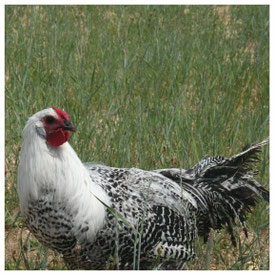 Chickens - Sheppard Ranch