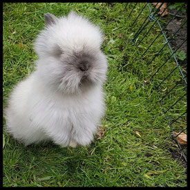 Teddy Dwerg Tuin - Kleinschalige hobbyfokker