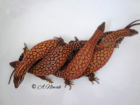 Varanus acanthurus Red Ackies Rare Earth - Zucht und Haltung ...