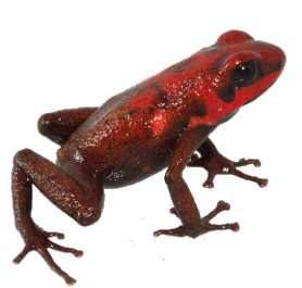 Allobates niputidea - Lista de Los Anfibios de Colombia