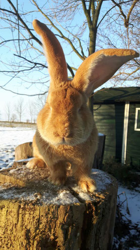 Willkommen - deutsche-riesen-gelb-beudens Webseite!
