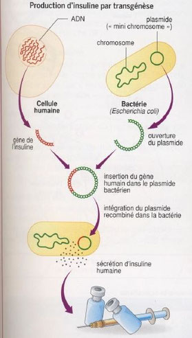 La transgenèse ou la fabrication des OGM - Site de svt-cellule