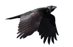 Los Cuervos - Criador de Cuervos papilleros, Corvus Corax